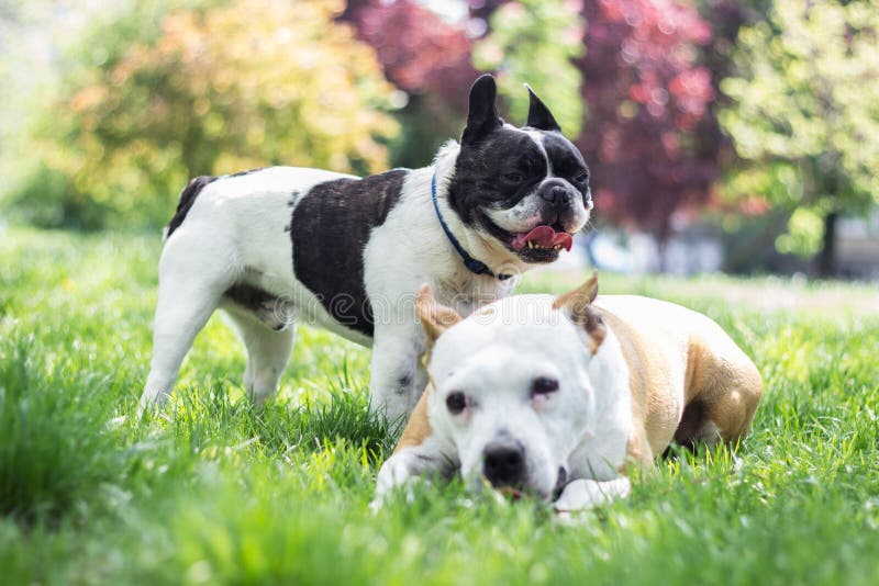 Two Cute Friendly Dogs are Playing in the City Park Stock Image - Image ...
