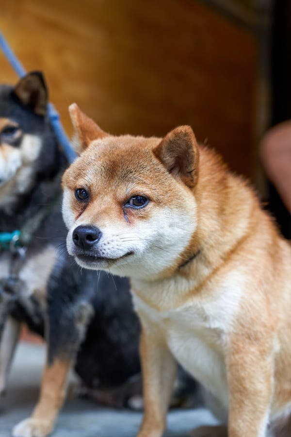 A Cute Shiba Inu Standing on a Cage in a Pet Store Stock Photo - Image ...
