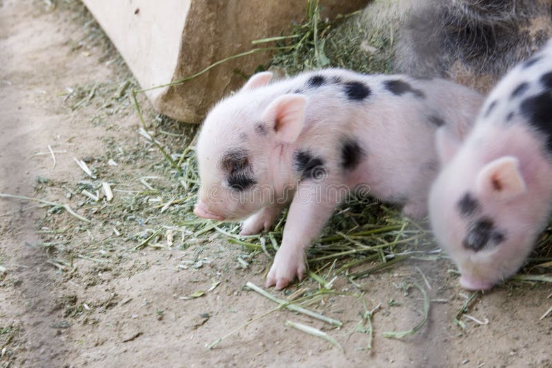 One Week Old Fuzzy Baby Piglet Stock Image - Image of boar, farm: 5833981