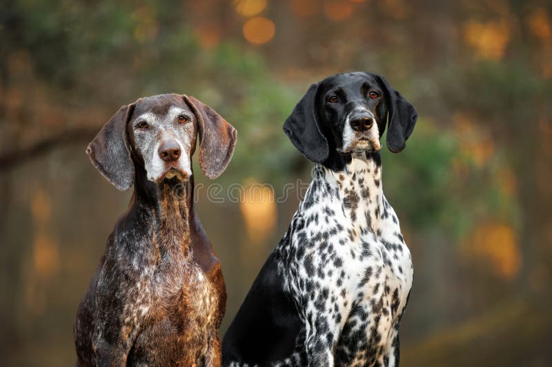Two Cute German Shorthaired Pointer Dogs Posing in the Forest Together ...