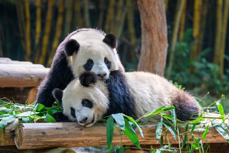 Giant Pandas Playing