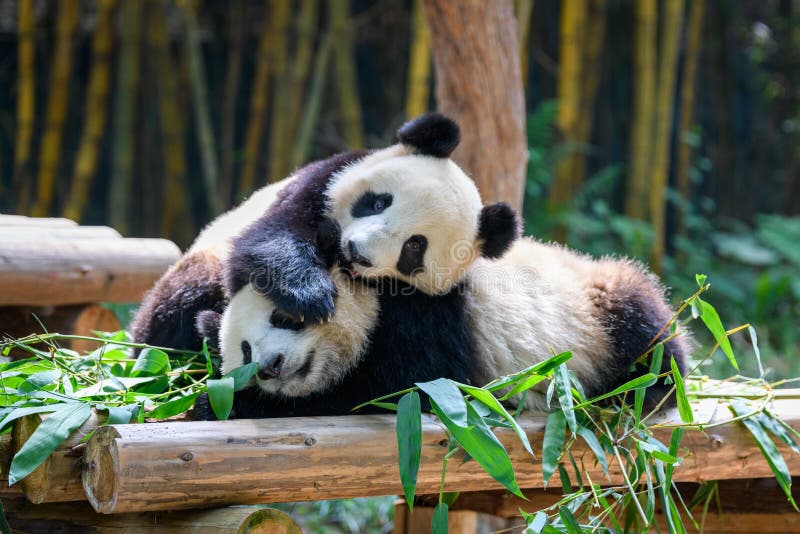 Cute Giant Panda Bear Cub Play, Beijing Zoo China Stock Image - Image ...