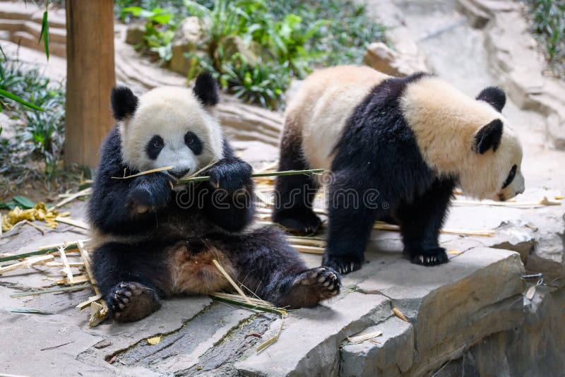 Two Cute Giant Pandas Playing Together Stock Image - Image of outdoors ...
