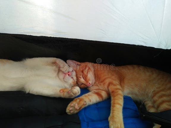 Two Cute Ginger Cat is Sleeping on the Mat Stock Photo - Image of ...