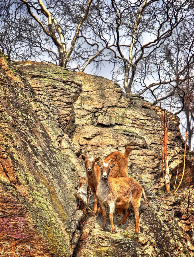 Two cute goats stock photo. Image of mountain, goat, rocky - 37847128