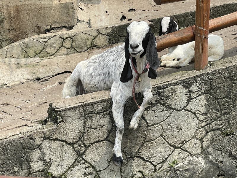 Two Cute Goats Looking at the Camera Stock Image - Image of cute, goats ...