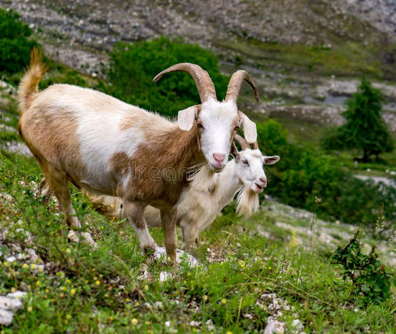 Two cute goats in mountain stock photo. Image of animal - 74047146