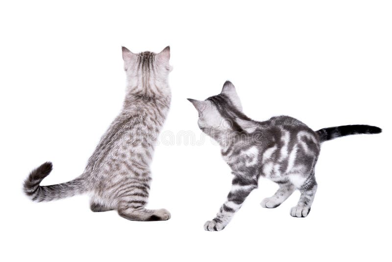 Two Cute Gray Kittens Scottish Straight Playing Together Stock Photo ...