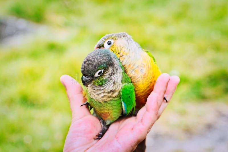 Parrots in love stock image. Image of tame, vertebrate - 4114753