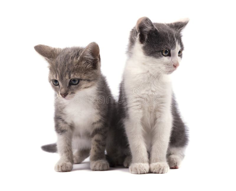Two Cute Grey Kittens Isolated on White Background Stock Photo - Image ...