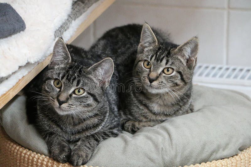 1,380 Cute Cuddling Kittens Stock Photos - Free & Royalty-Free Stock Photos from Dreamstime