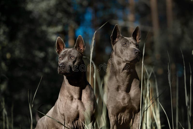 Two Cute Grey Thai Ridgeback Dog Sit on the Forest Stock Image - Image ...