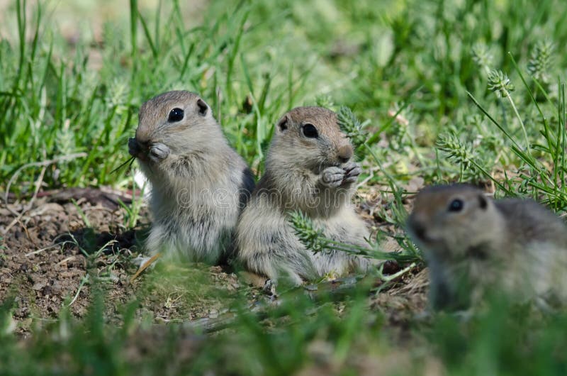 Two Cute Ground Squirrels Sharing a Scrumptious Meal Stock Photo ...