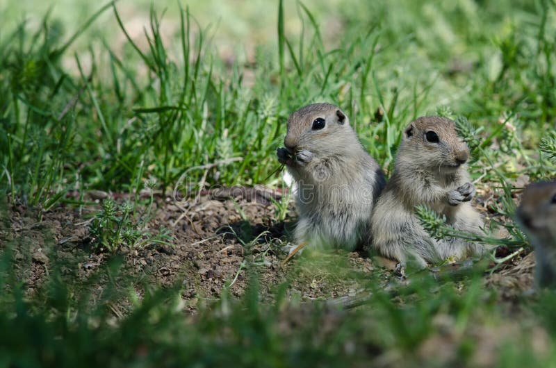 Two Cute Ground Squirrels Sharing a Scrumptious Meal Stock Photo ...