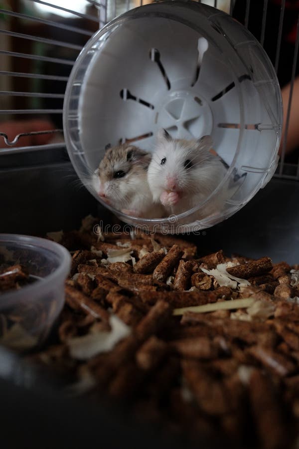 Two Cute Hamsters in a Cage Stock Photo - Image of pets, pellets: 185631076