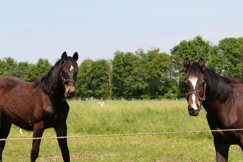 Cute Horses in Nature on a Sunny Day Stock Photo - Image of grass ...