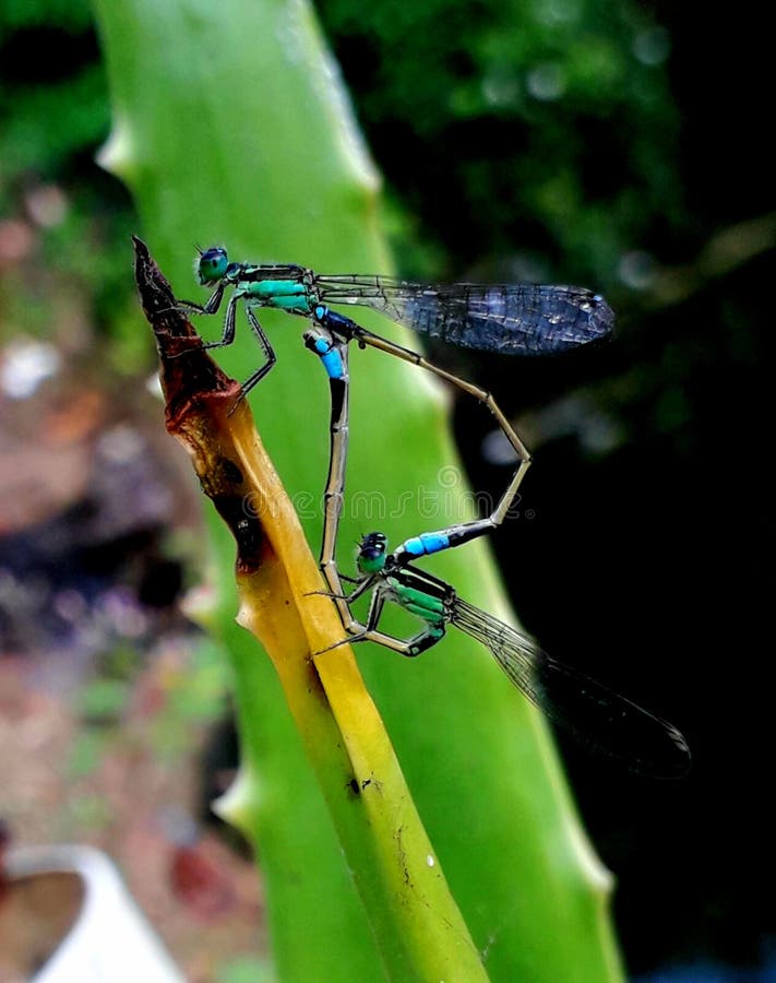 Two cute insect stock photo. Image of cute, insect, tree - 201546440