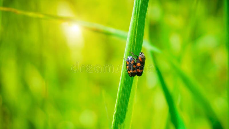 Two Cute Insects on the Plant Stock Photo - Image of cute, animal ...