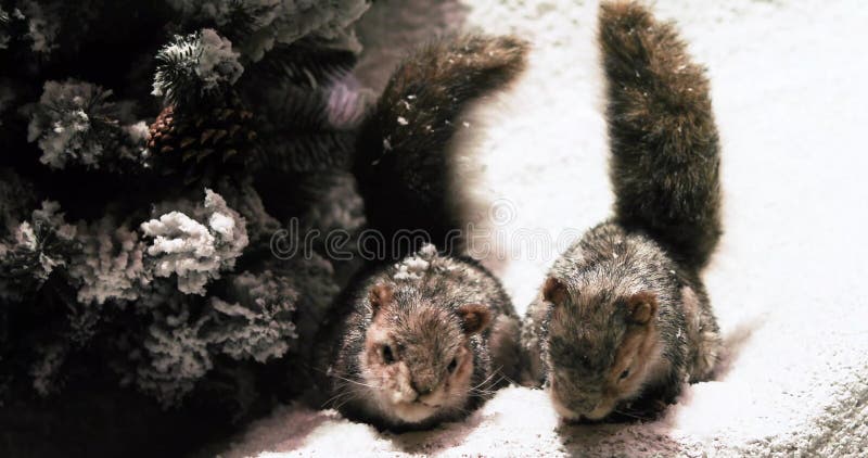 Two Cute Interactive Squirrels Waving Their Tails Under a Fir Tree with ...