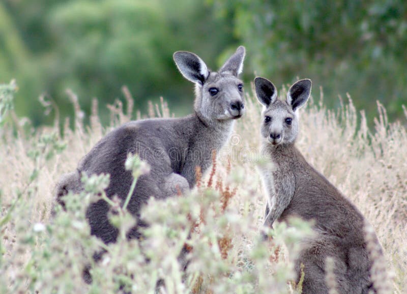 Cute Kangaroos