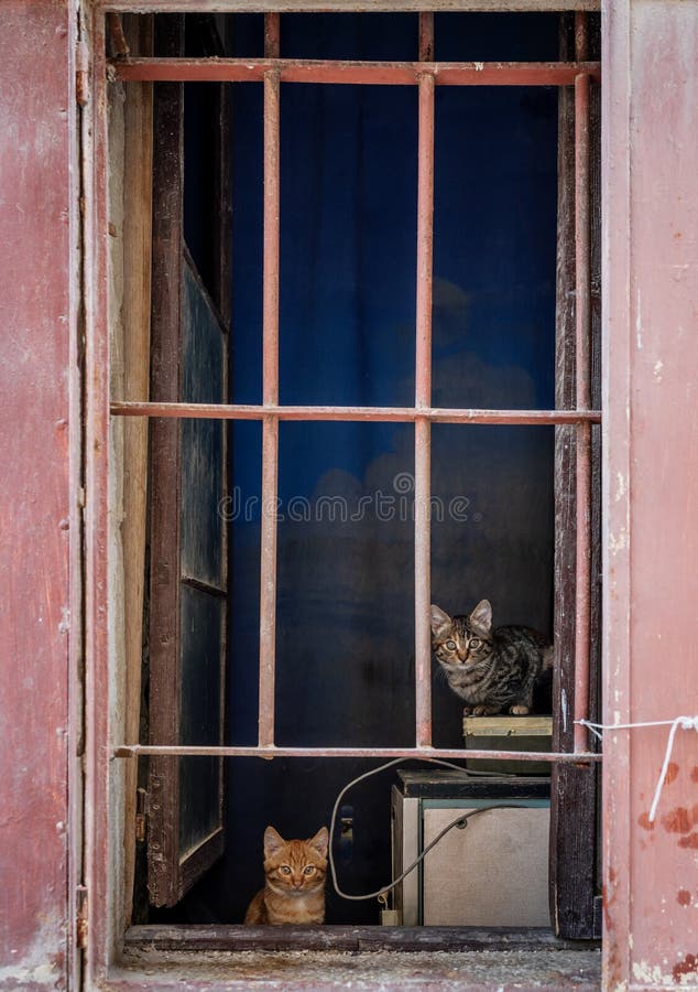 The tit behind the window stock image. Image of large - 105217135