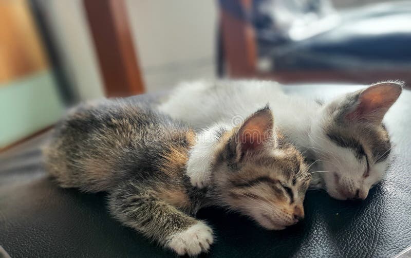 Two Cute Kittens, Sleeping on a Black Chair Stock Image - Image of chair, sleeping: 270911839