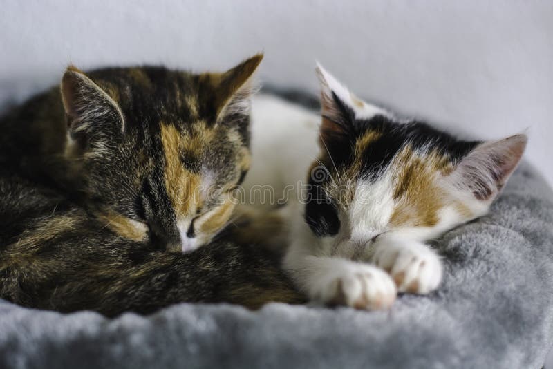 Two Cute Kittens are Sleeping Together in a Basket Stock Photo - Image ...