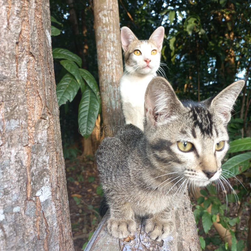 Two Cute Kittens are on the Wood Stock Image - Image of kittens, cute ...