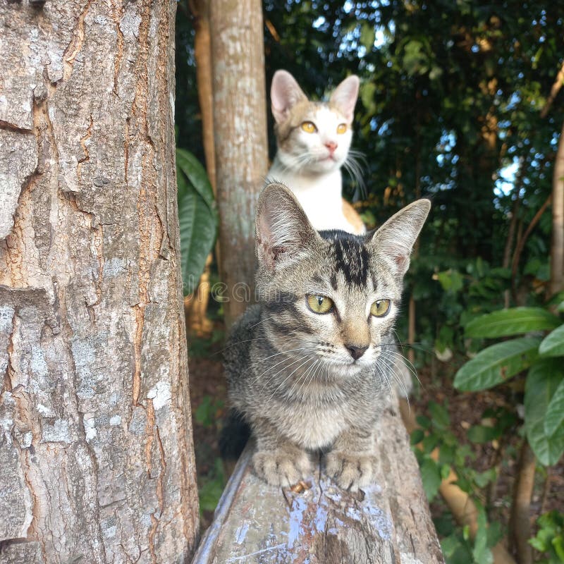 Two Cute Kittens are on the Wood Stock Image - Image of kitten, wood ...