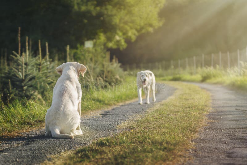 Two Cute Labrador Dog Puppies on Field during Spring Stock Image ...