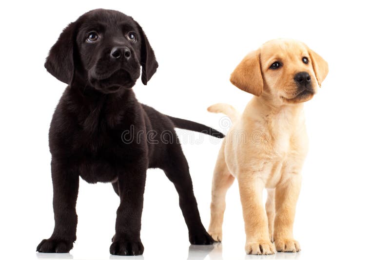 Two Cute Labrador Puppy Dogs Stock Image - Image of purebred, cute ...