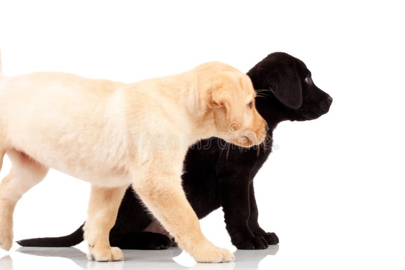 Two Cute Labrador Puppy Dogs Stock Image - Image of purebred, cute ...