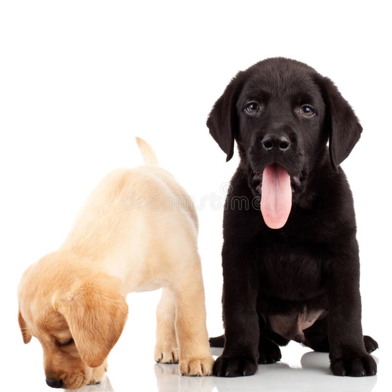 Two Cute Labrador Puppy Dogs Stock Image - Image of purebred, cute ...