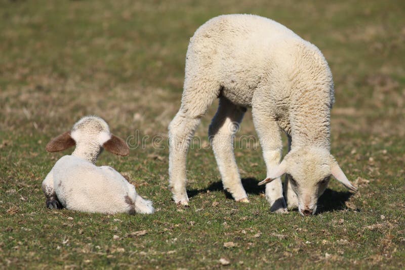Two Cute Lamb on the Meadow Stock Photo - Image of little, meadow ...