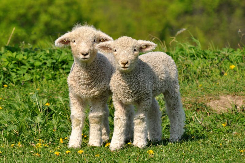 Two cute lambs stock photo. Image of curious, little, expectant - 9276112