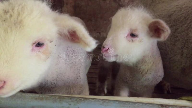 Two cute lambs in a cage stock video. Video of lambs - 228247953