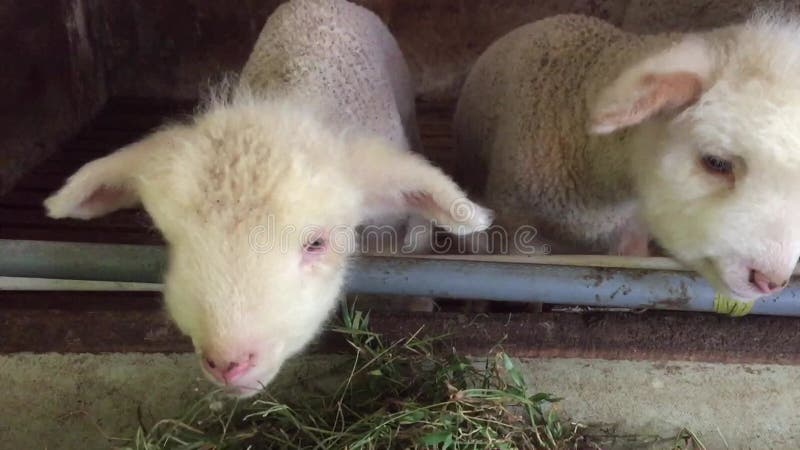 Two cute lambs in a cage stock video. Video of lambs - 228247953