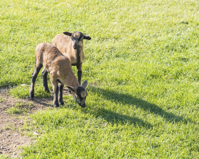 Two Cute Lambs of Cameroon Sheep, Cameroon Dwarf Sheep Plays on Green ...