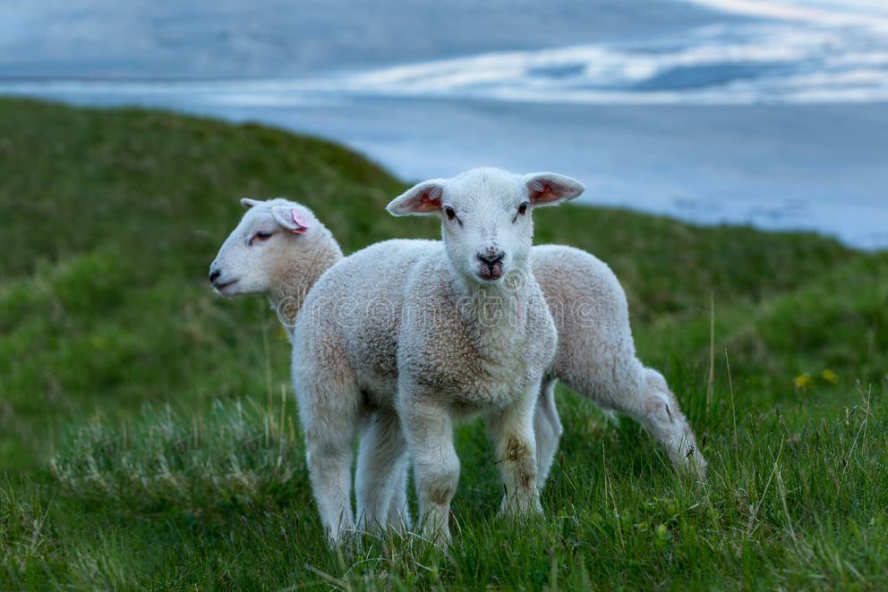 Two Cute Lambs on the Green Grass Stock Photo - Image of agriculture ...