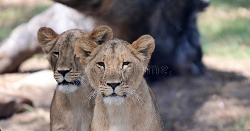 Two cute lion cubes stock image. Image of kenya, expressions - 274539369
