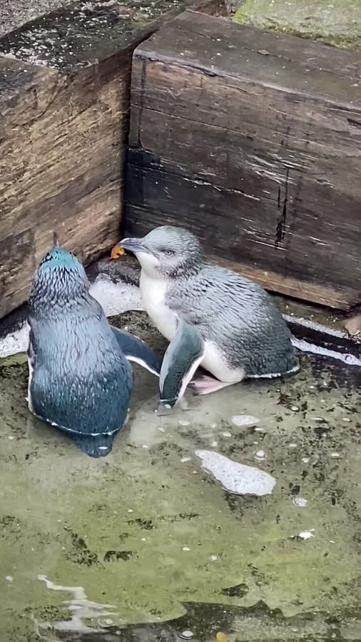 Cute Little Blue Penguins in the Water Stock Footage - Video of animals ...