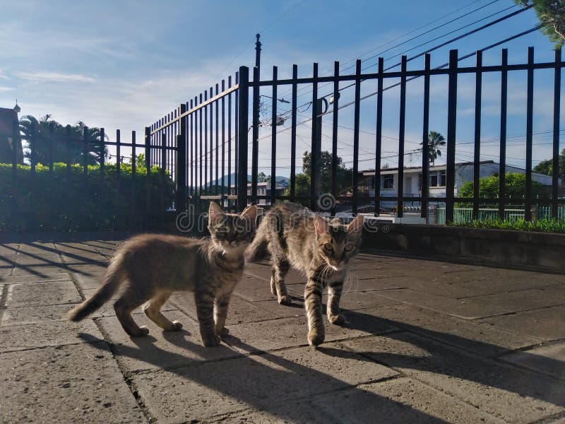 The two cute little cats stock photo. Image of little - 265381740