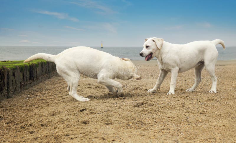 Two Cute Little Dogs Play at Beach Stock Photo - Image of together ...