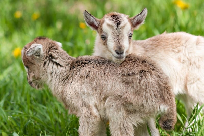 Two Cute little goat stock photo. Image of closeup, gray - 85757876