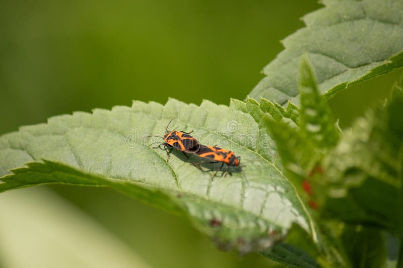 Two Cute Little Insects Together on a Leaf Stock Image - Image of ...