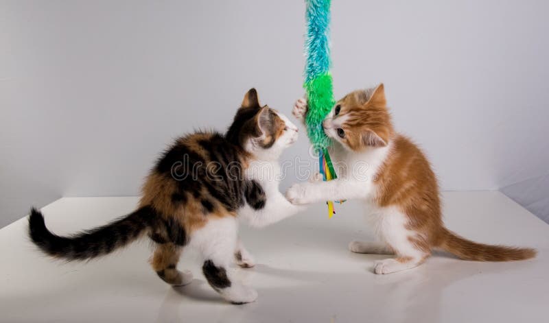 Two Cute Little Kittens Playing Stock Photo - Image of baby, sweet ...