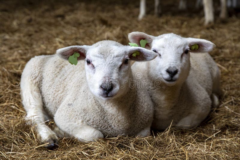 Two Cute Little Lambs Lie Side by Side on the Straw in a Stable Stock ...