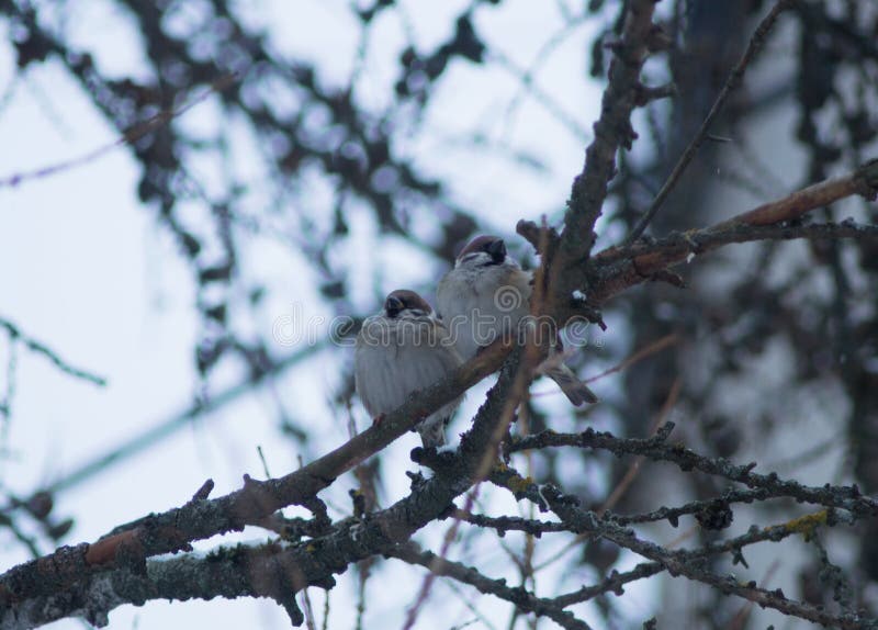 Two Cute Little Sparrows Sitts on a Larch Tree Branch. Stock Image ...