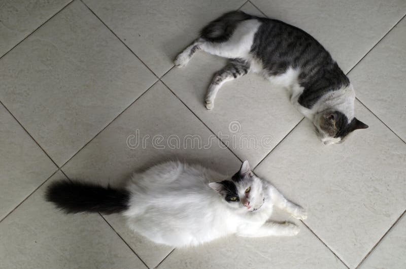Two Cute Local Cats Laying on the White Floor, Top View Stock Image ...