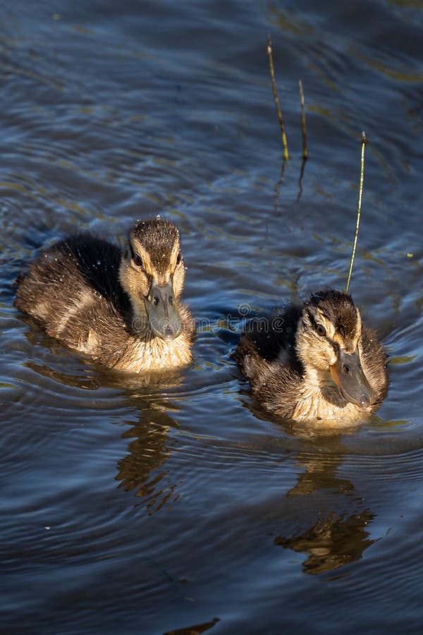 Cute mallard ducks swimmin stock image. Image of mallard - 207270099